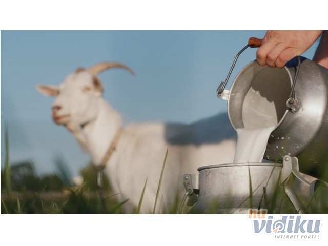 Kozje mleko 2l (cena za količinu preko 20l) - Koziji proizvodi iz prirode - akcije, popusti, kuponi