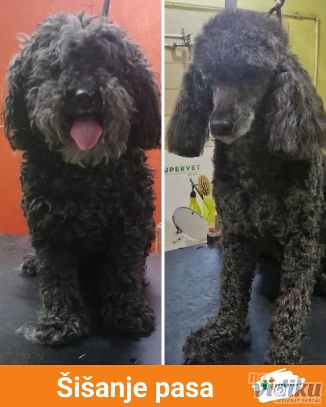 Pudlica pre i posle šišanja - Šišanje pasa Supervet Plus, Šabac