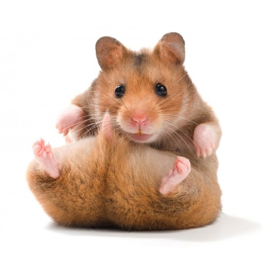 HRČAK cena, hrčkovi, prodaja