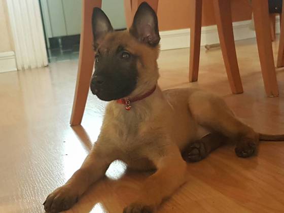 MALINOA cena, prodaja, odgajivacnica